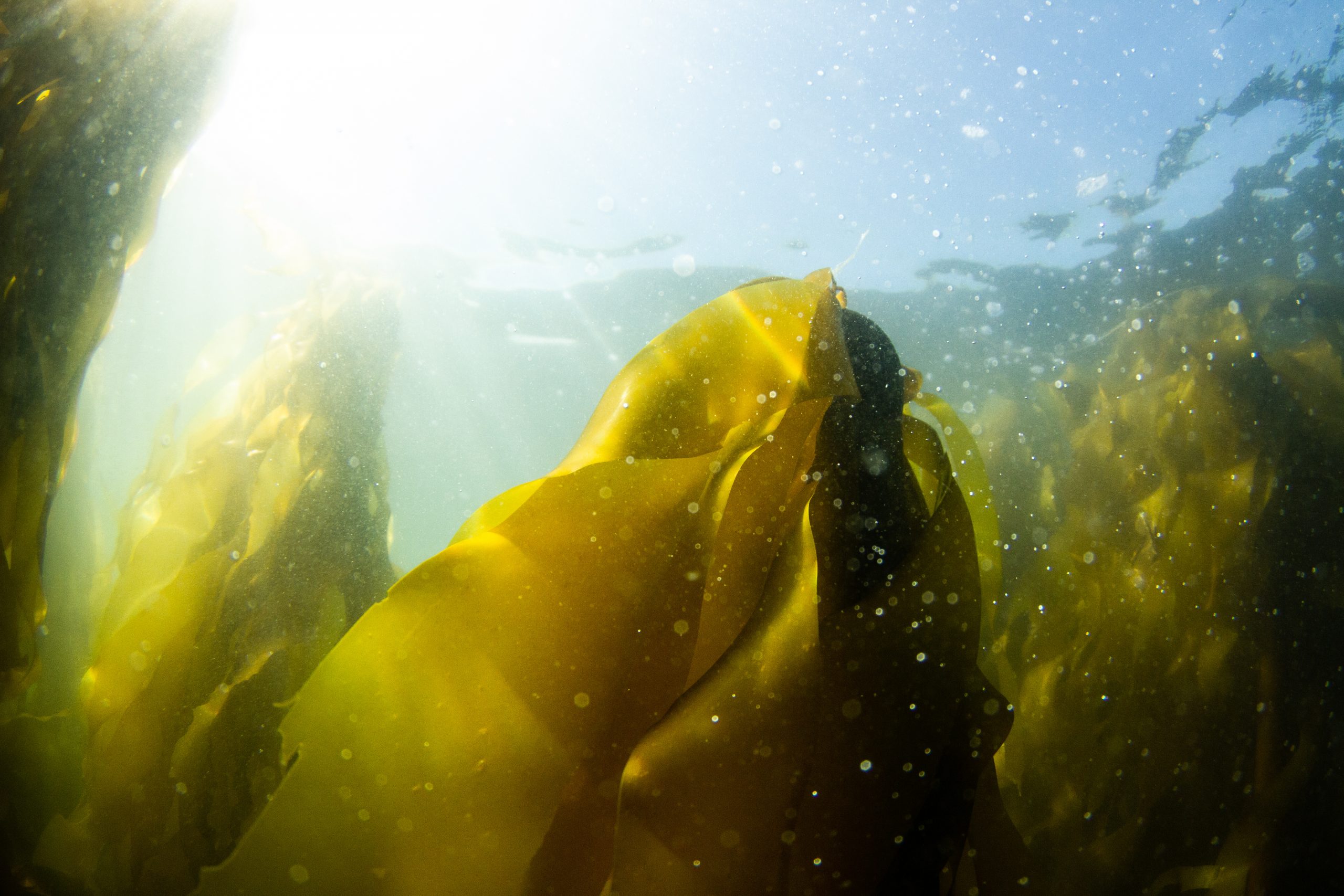 Kelp Growers - Washington Maritime Blue